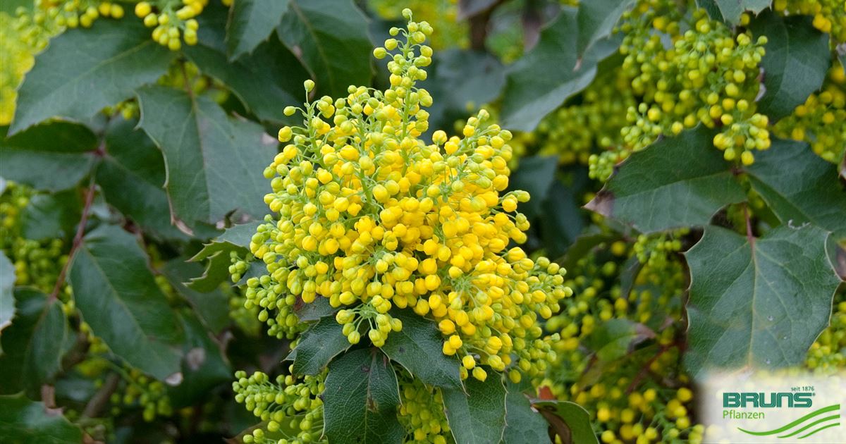 Mahonia aquifolium 'Apollo' von Bruns Pflanzen