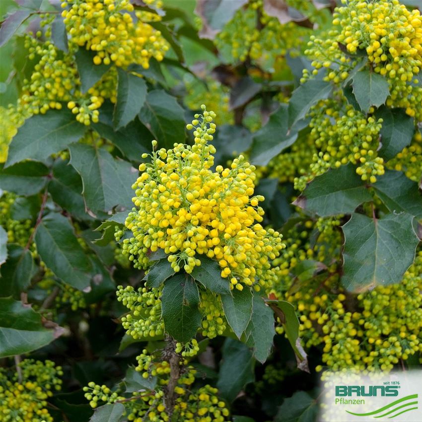 Mahonia aquifolium 'Apollo' von Bruns Pflanzen