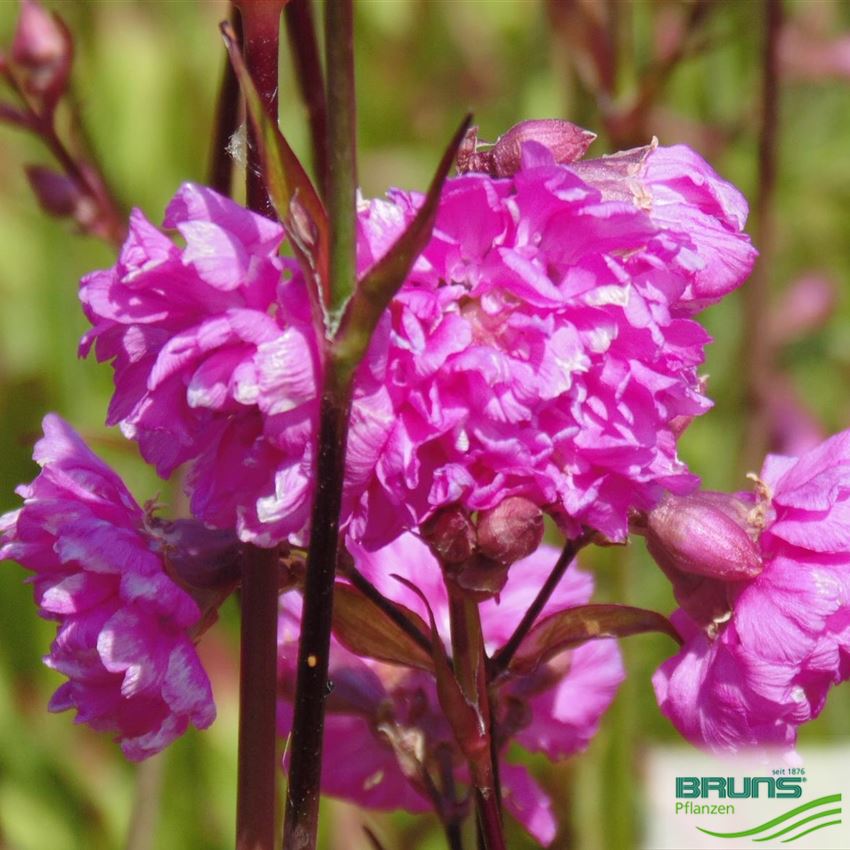Lychnis viscaria 'Plena' von Bruns Pflanzen