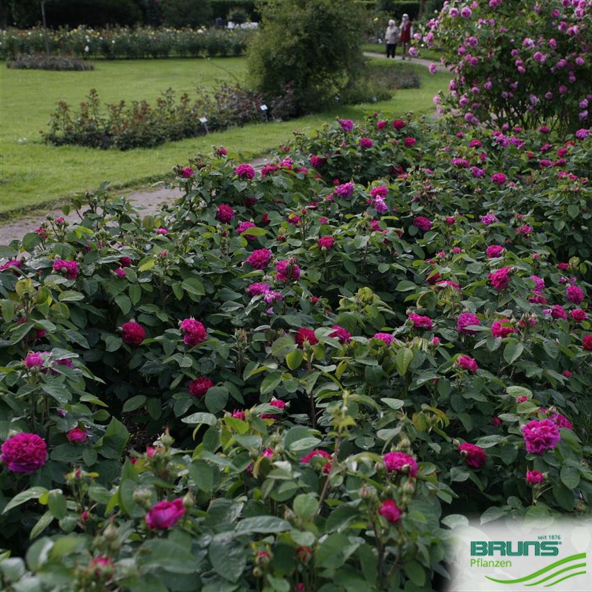 Strauchrose 'Rose de Resht' von Bruns Pflanzen