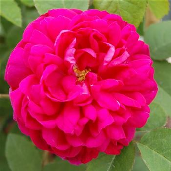 Strauchrose 'Rose de Resht' von Bruns Pflanzen
