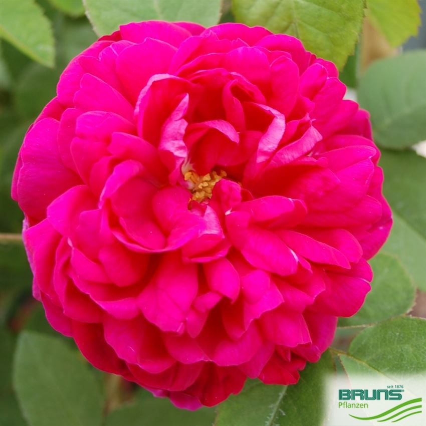 Strauchrose 'Rose de Resht' von Bruns Pflanzen