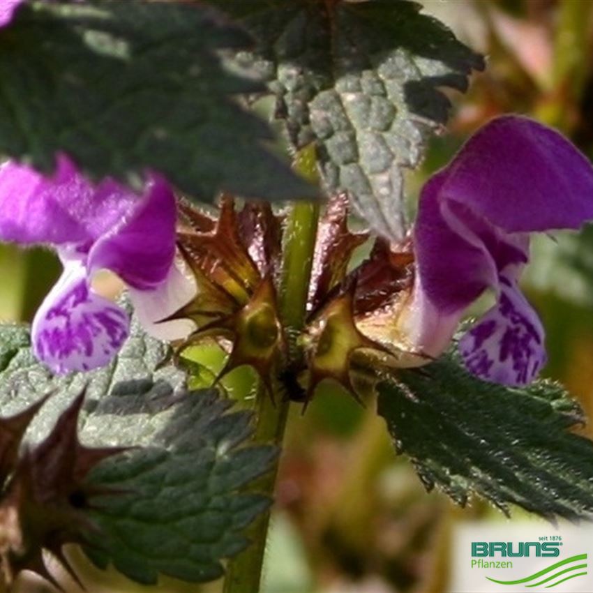 Lamium maculatum, Spotted Dead-Nettle von Bruns Pflanzen