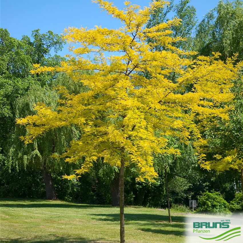 Gleditsia triacanthos 'Sunburst', Gold-Gleditschie von Bruns Pflanzen
