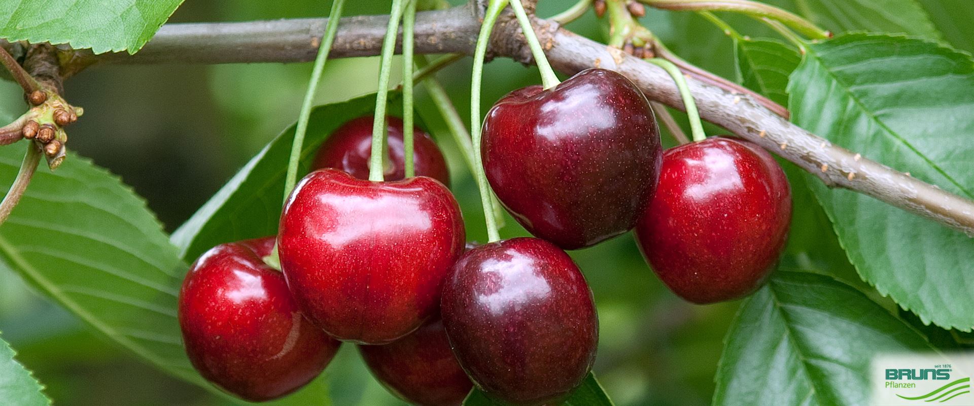 Prunus avium 'Regina' von Bruns Pflanzen