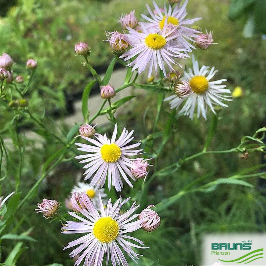 Boltonia asteroides 'Pink Beauty' von Bruns Pflanzen