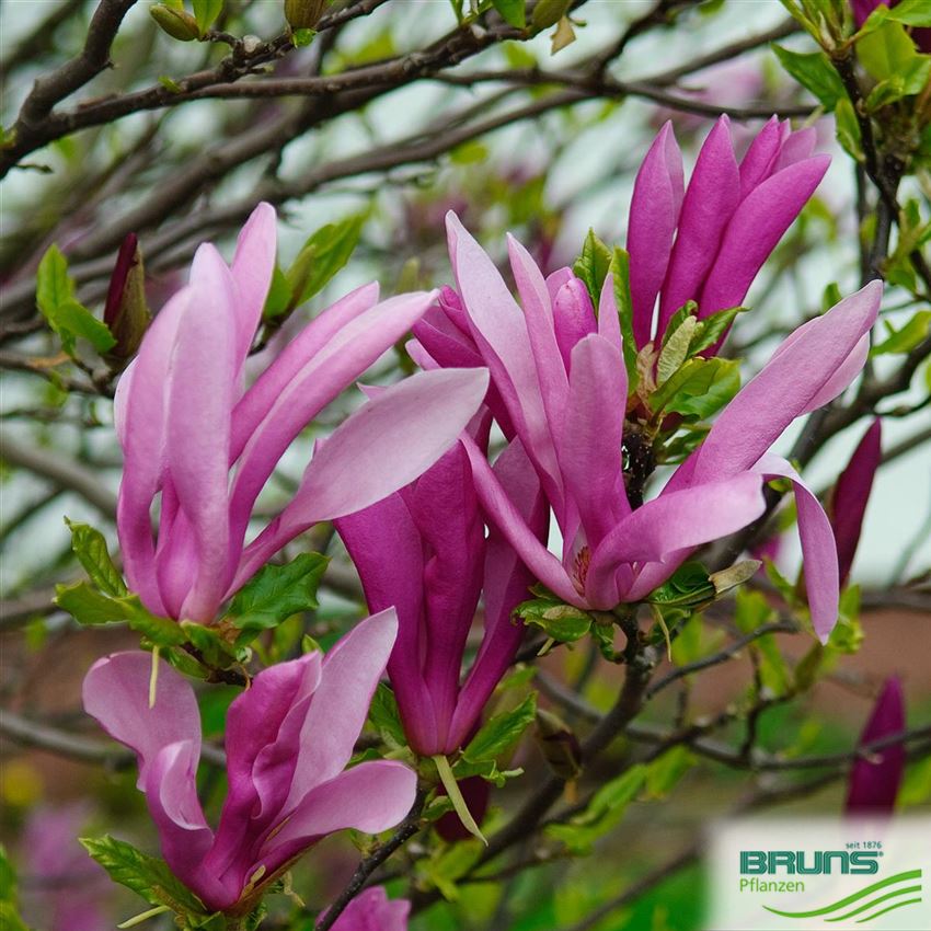 Magnolia 'Susan' von Bruns Pflanzen