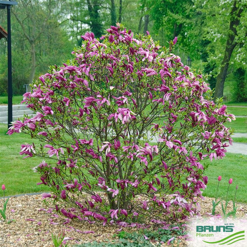 Magnolia 'Susan' von Bruns Pflanzen