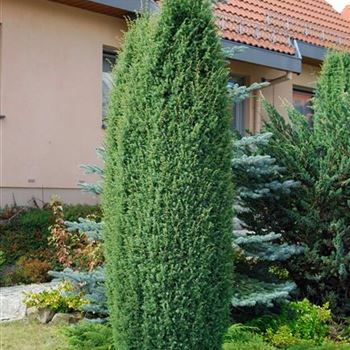 Juniperus communis 'Hibernica', Irish juniper von Bruns Pflanzen