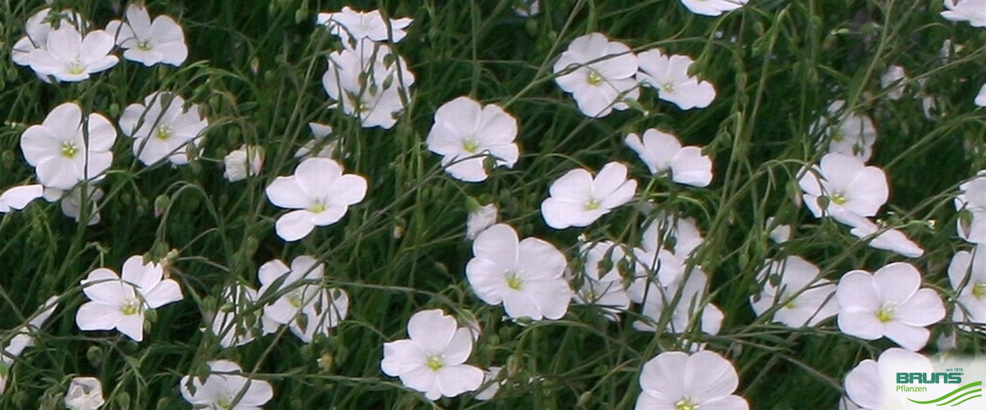 Linum perenne 'Album' von Bruns Pflanzen