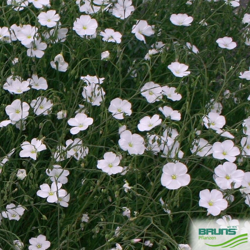 Linum perenne 'Album' von Bruns Pflanzen