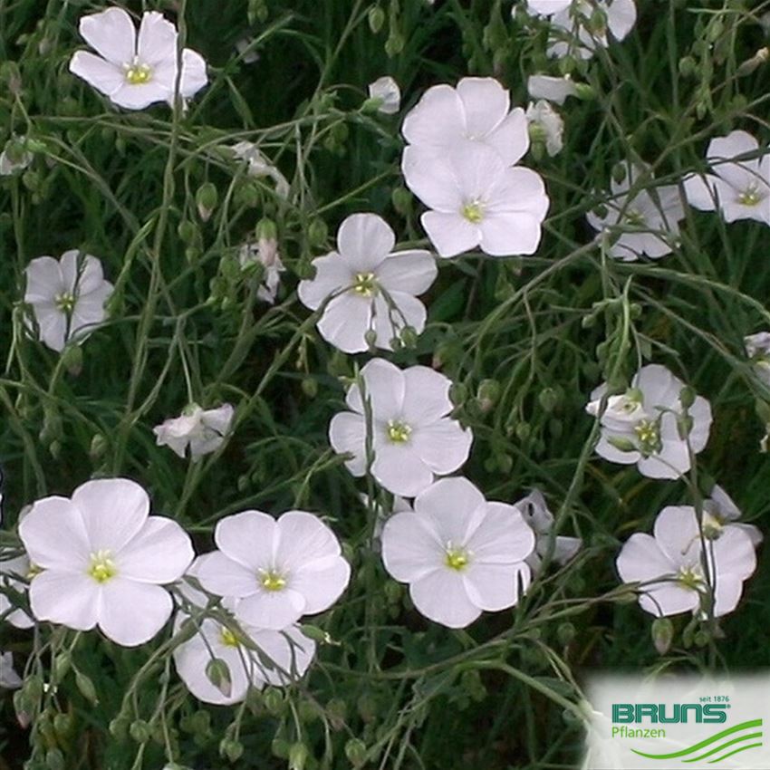 Linum perenne 'Album' von Bruns Pflanzen