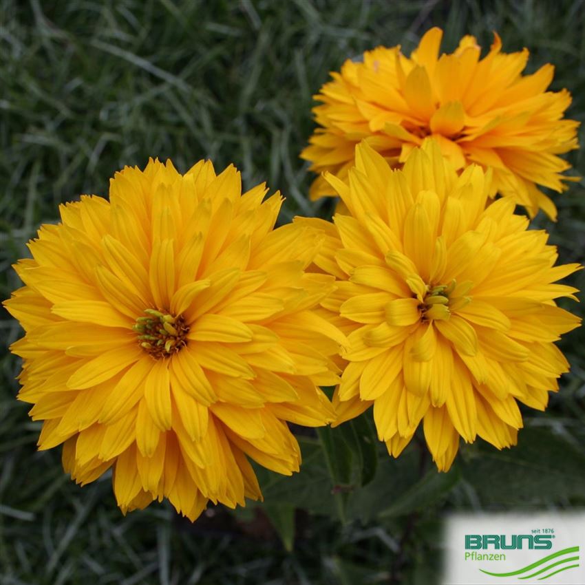 Heliopsis helianthoides var. scabra 'Goldgruenherz' von Bruns Pflanzen