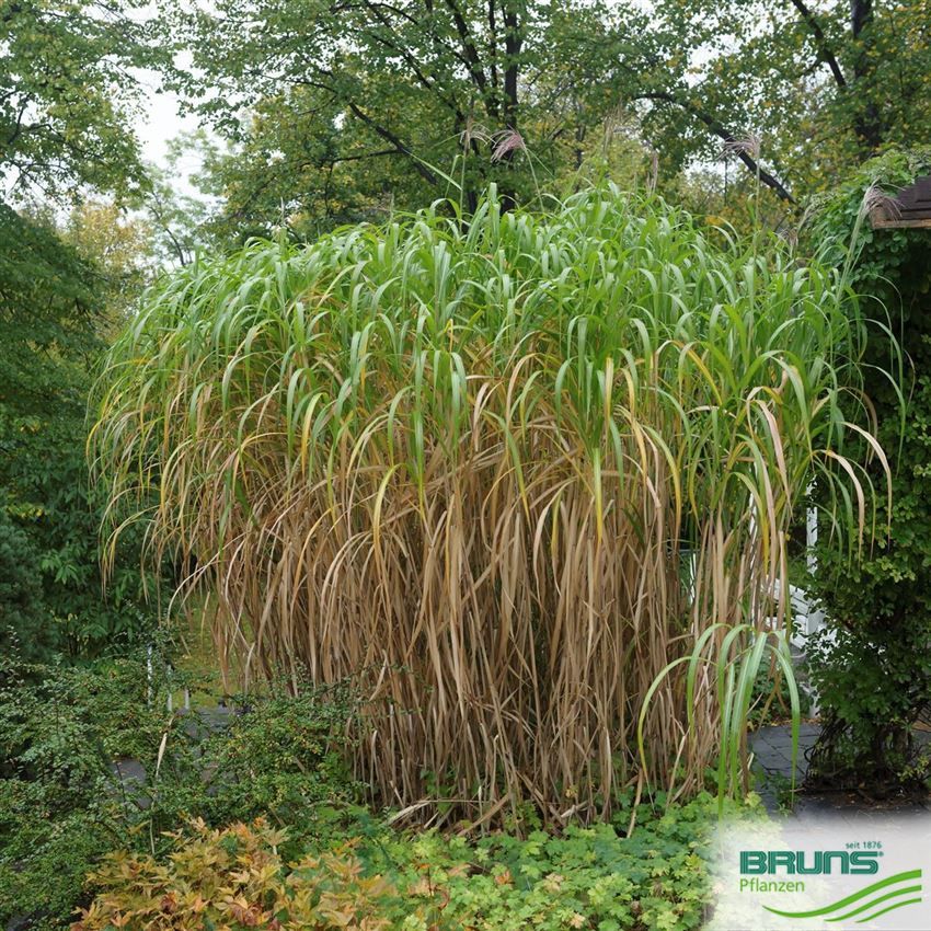 Miscanthus x giganteus 'Aksel Olsen' von Bruns Pflanzen