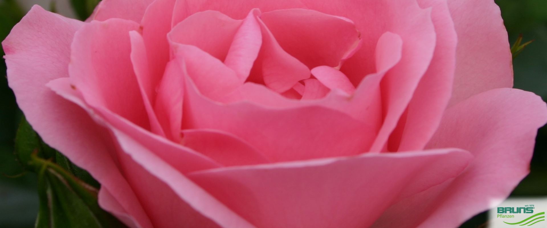 Beetrose 'Rosenprofessor Sieber' (R) von Bruns Pflanzen