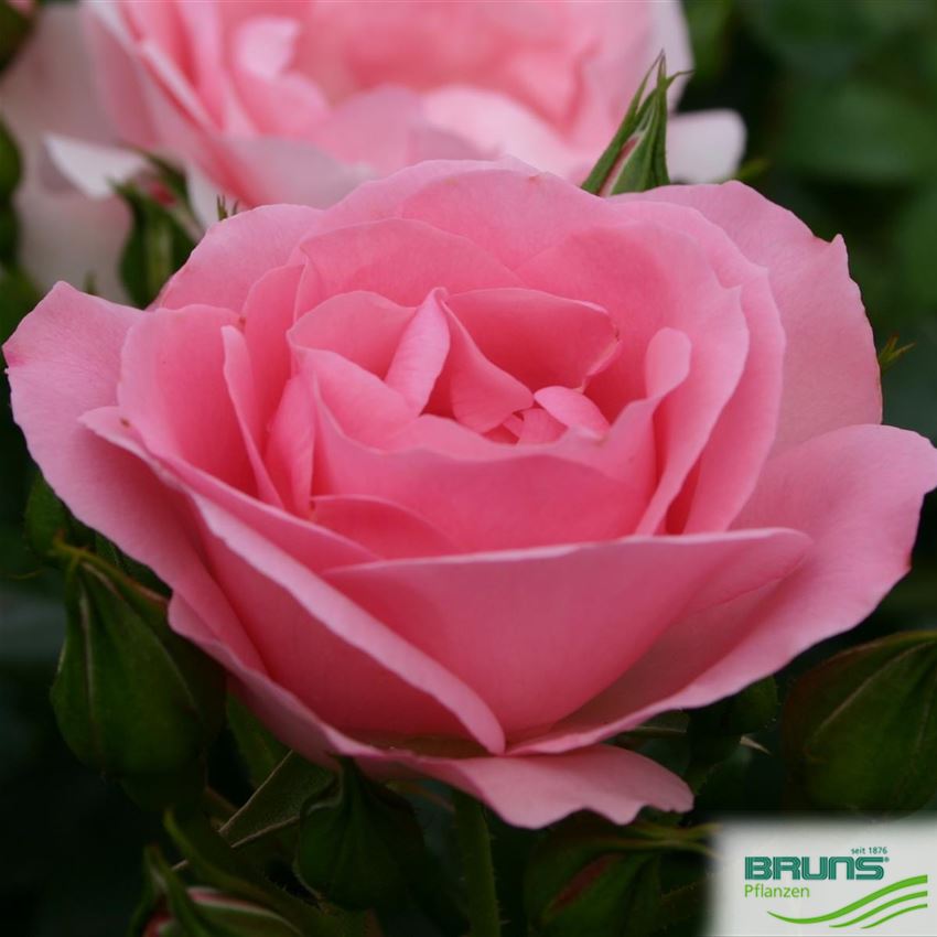 Beetrose 'Rosenprofessor Sieber' (R) von Bruns Pflanzen