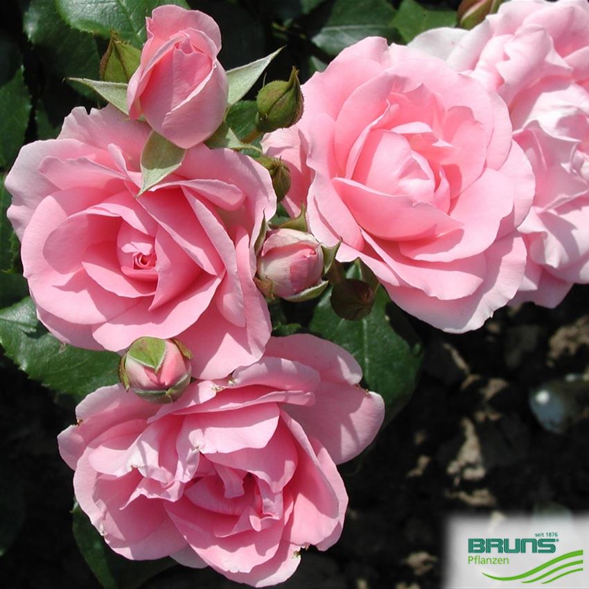 Beetrose 'Rosenprofessor Sieber' (R) von Bruns Pflanzen