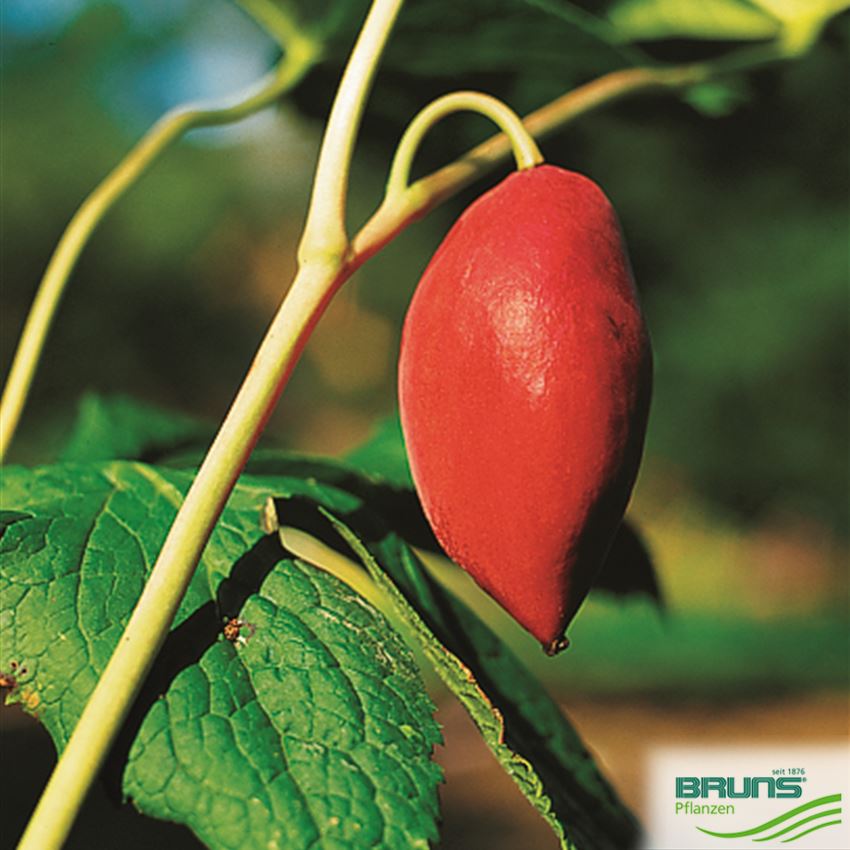 Podophyllum hexandrum 'Majus' von Bruns Pflanzen