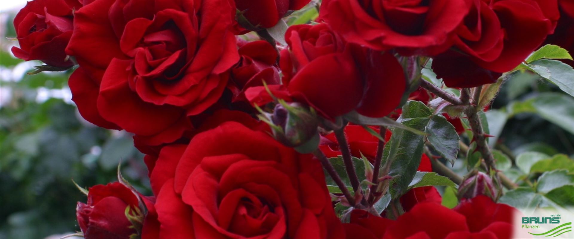 Kletterrose 'Amadeus'® von Bruns Pflanzen