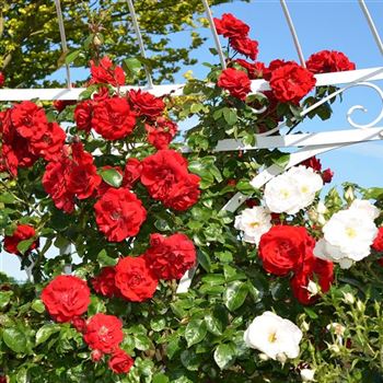 Kletterrose 'Amadeus'® von Bruns Pflanzen