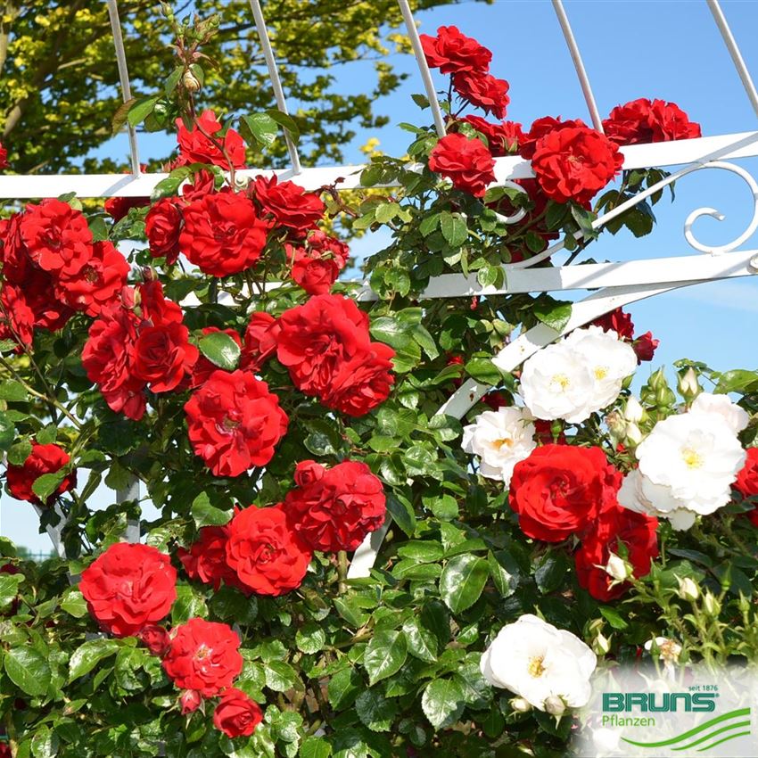 Kletterrose 'Amadeus'® von Bruns Pflanzen