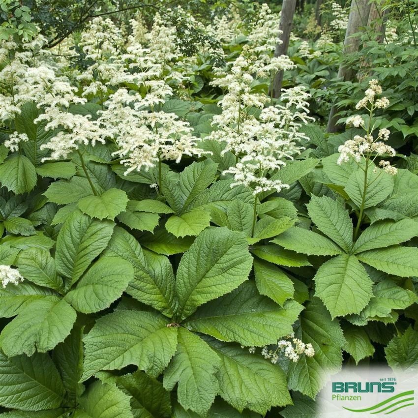 Rodgersia podophylla von Bruns Pflanzen