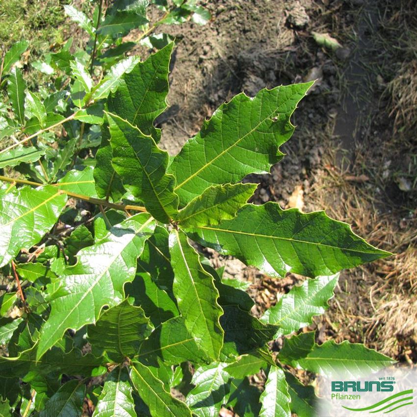 Quercus rhysophylla 'Maya', Mexican oak von Bruns Pflanzen