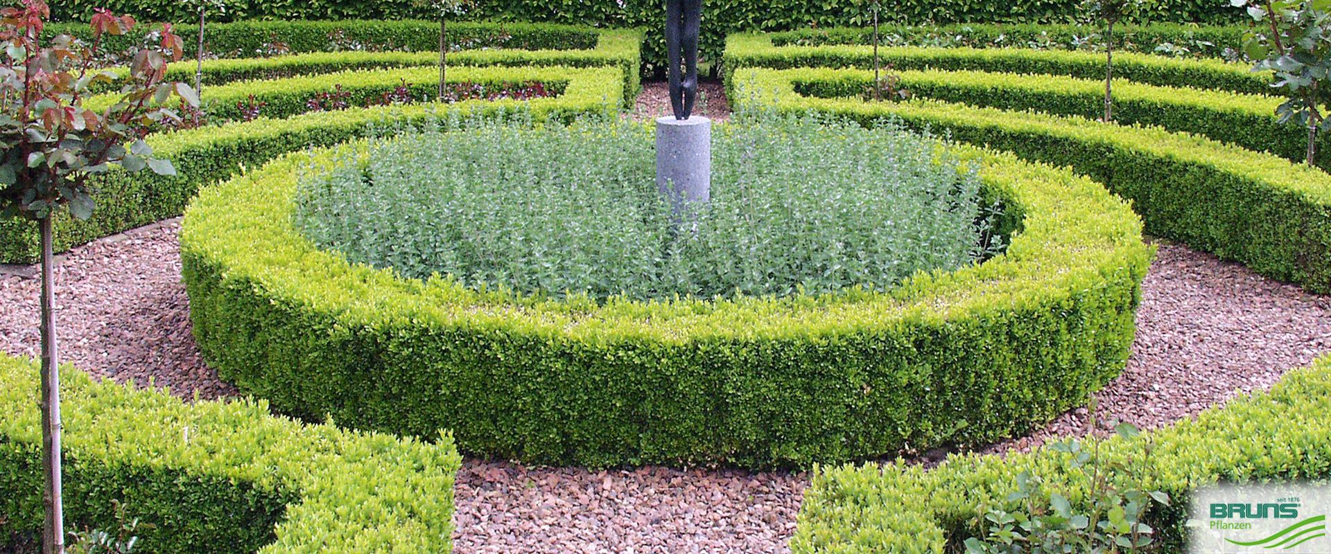 Buxus sempervirens 'Suffruticosa', Edging box von Bruns Pflanzen
