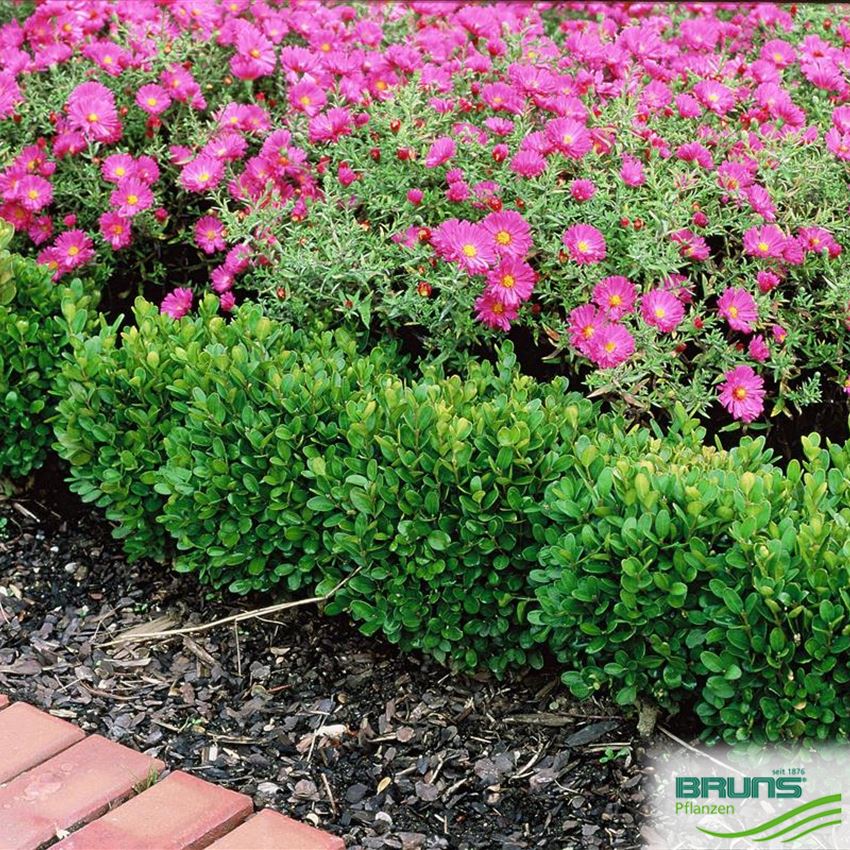 Buxus sempervirens 'Suffruticosa', Edging box von Bruns Pflanzen