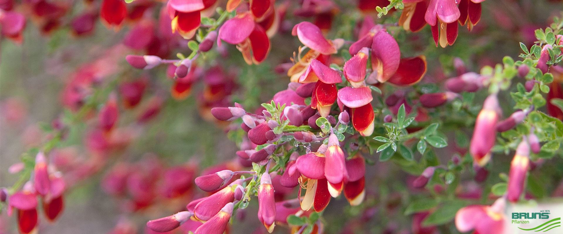 Cytisus scoparius 'Red Wings' von Bruns Pflanzen