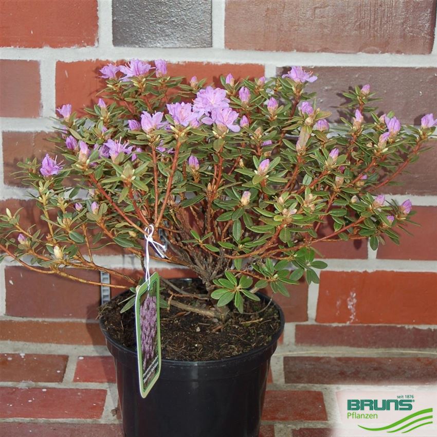 Rhododendron impeditum 'Moerheimii' von Bruns Pflanzen