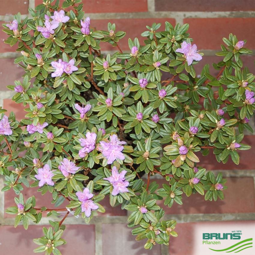 Rhododendron impeditum 'Moerheimii' von Bruns Pflanzen