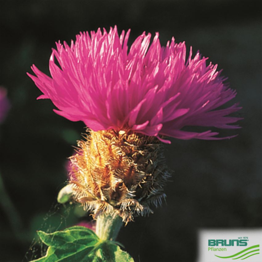 Centaurea dealbata 'Steenbergii', Perennial Cornflower von Bruns Pflanzen