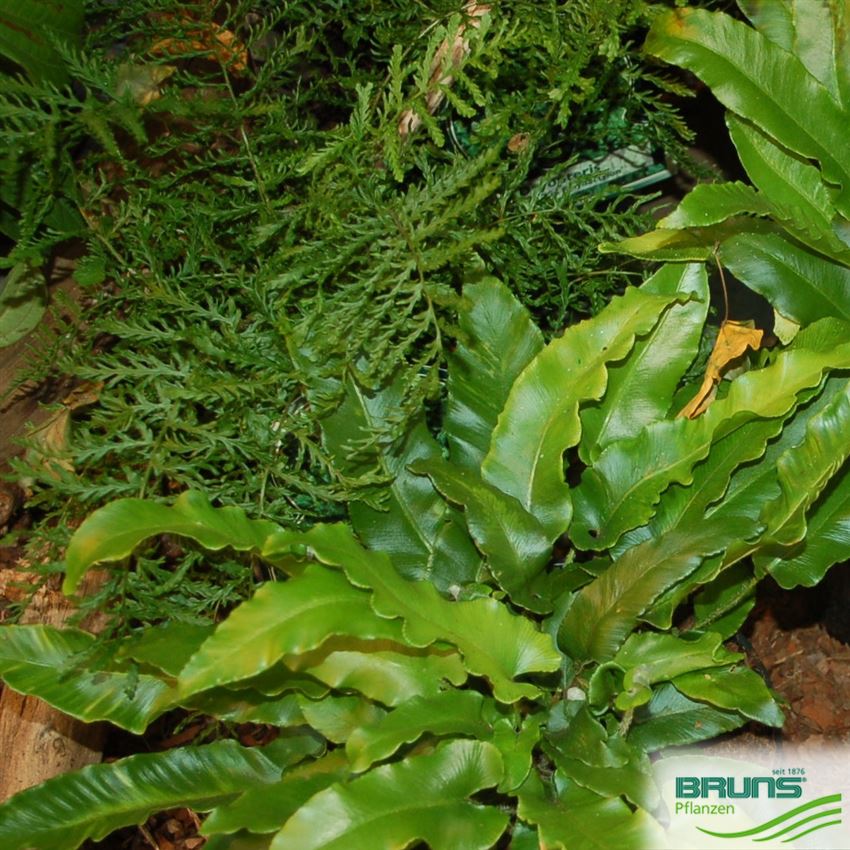 Asplenium scolopendrium von Bruns Pflanzen