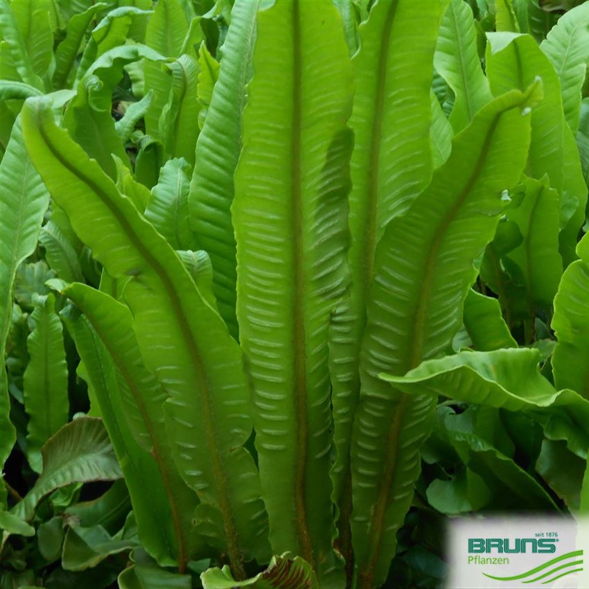 Asplenium scolopendrium von Bruns Pflanzen