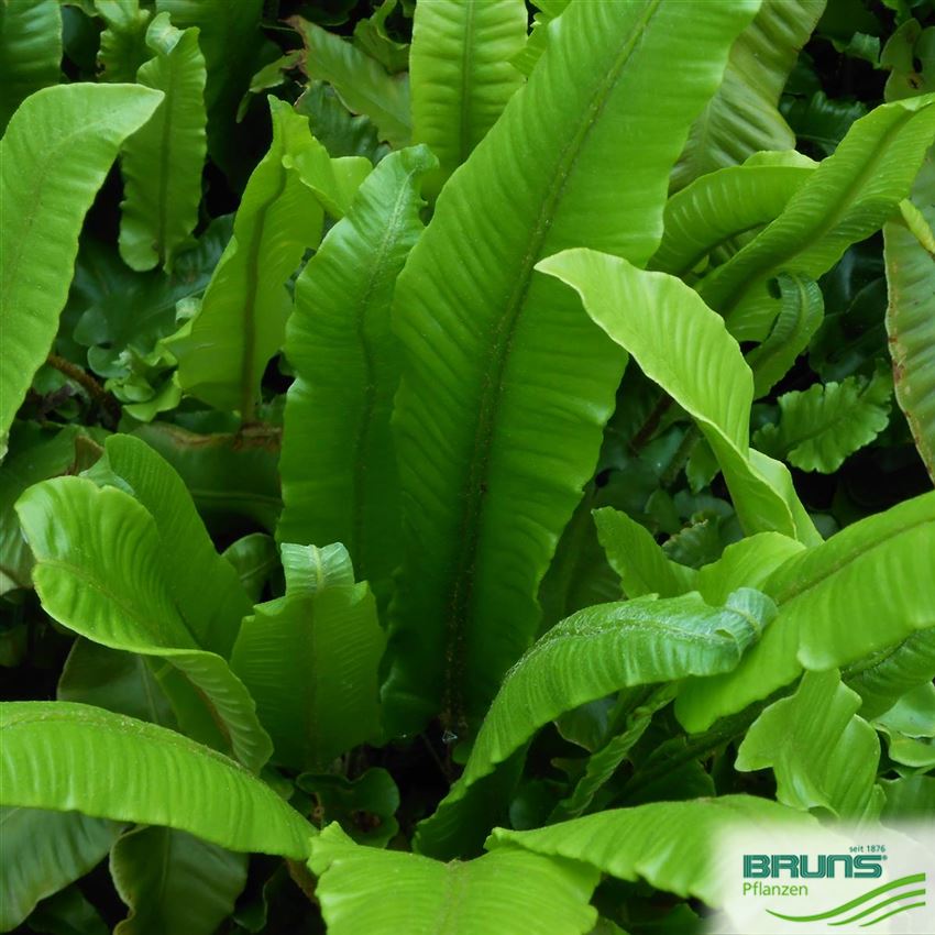 Asplenium scolopendrium von Bruns Pflanzen