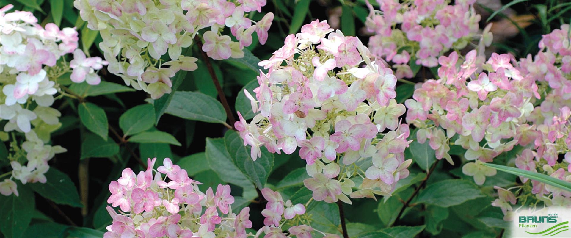 Hydrangea paniculata 'Unique' von Bruns Pflanzen