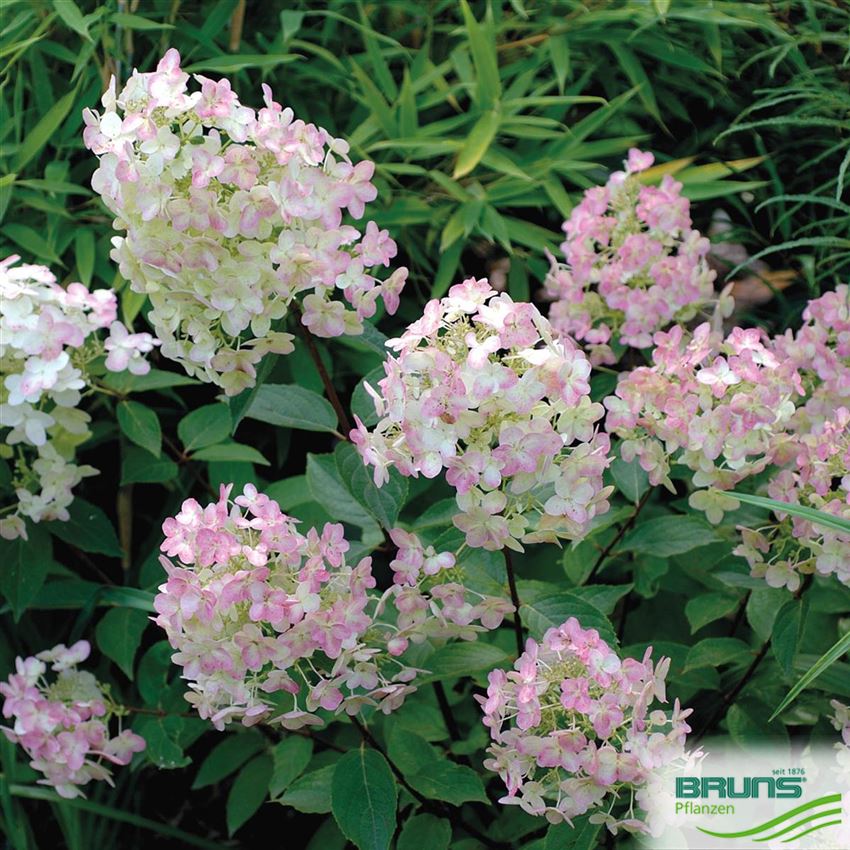 Hydrangea paniculata 'Unique' von Bruns Pflanzen