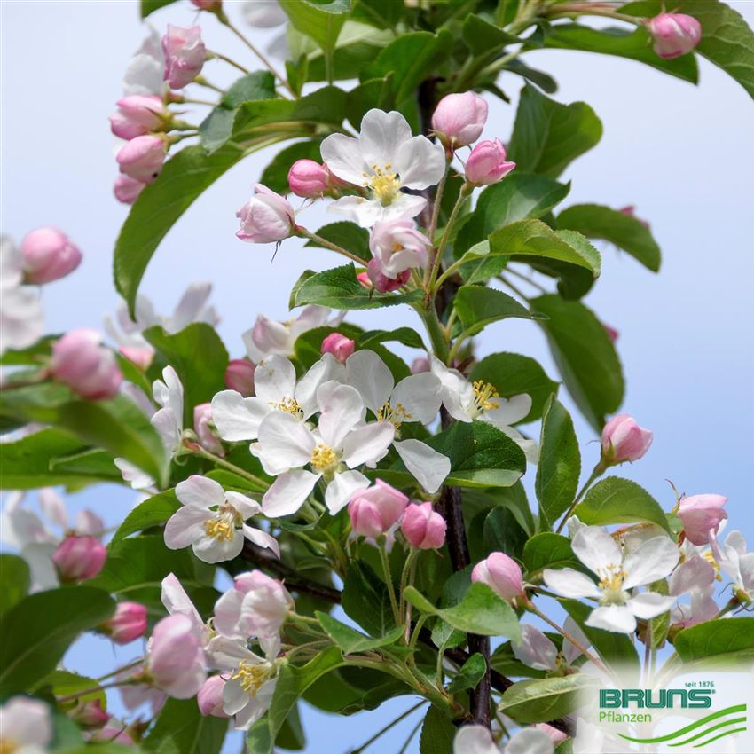 Malus 'Red Sentinel' von Bruns Pflanzen