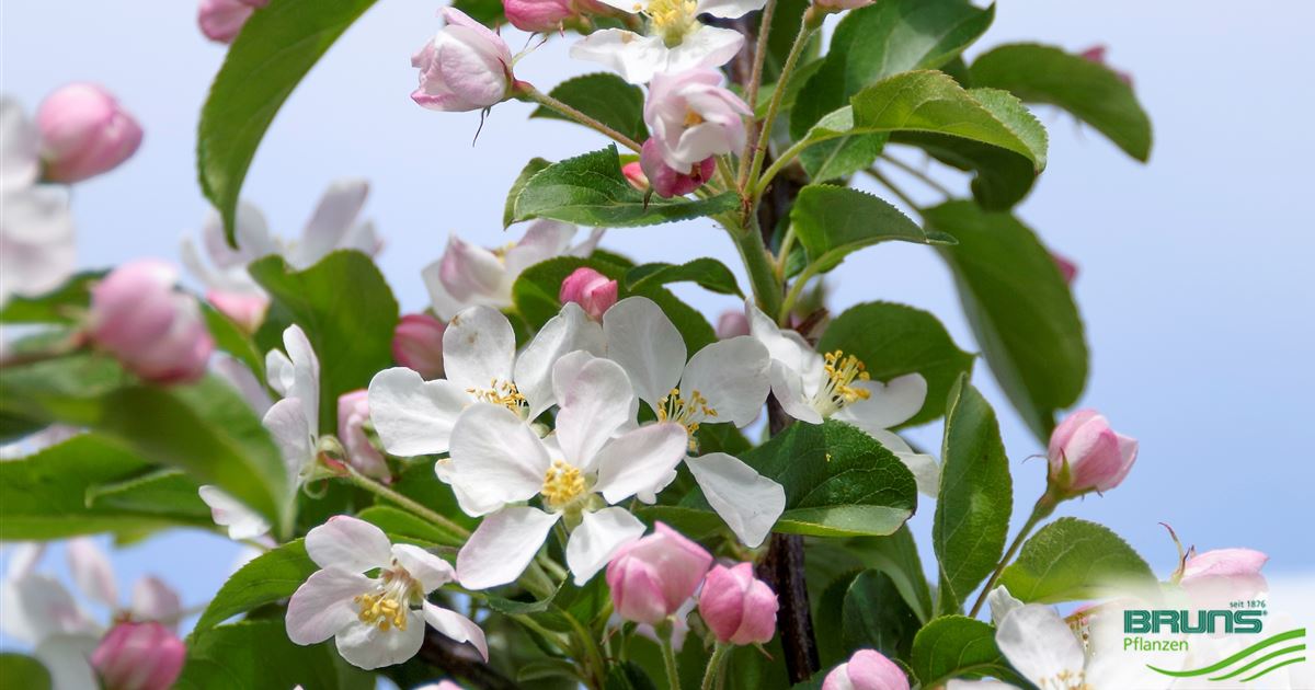 Malus 'Red Sentinel' von Bruns Pflanzen