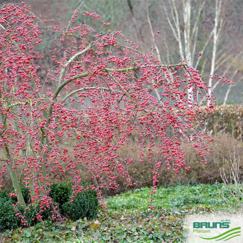 Malus 'Red Sentinel' von Bruns Pflanzen