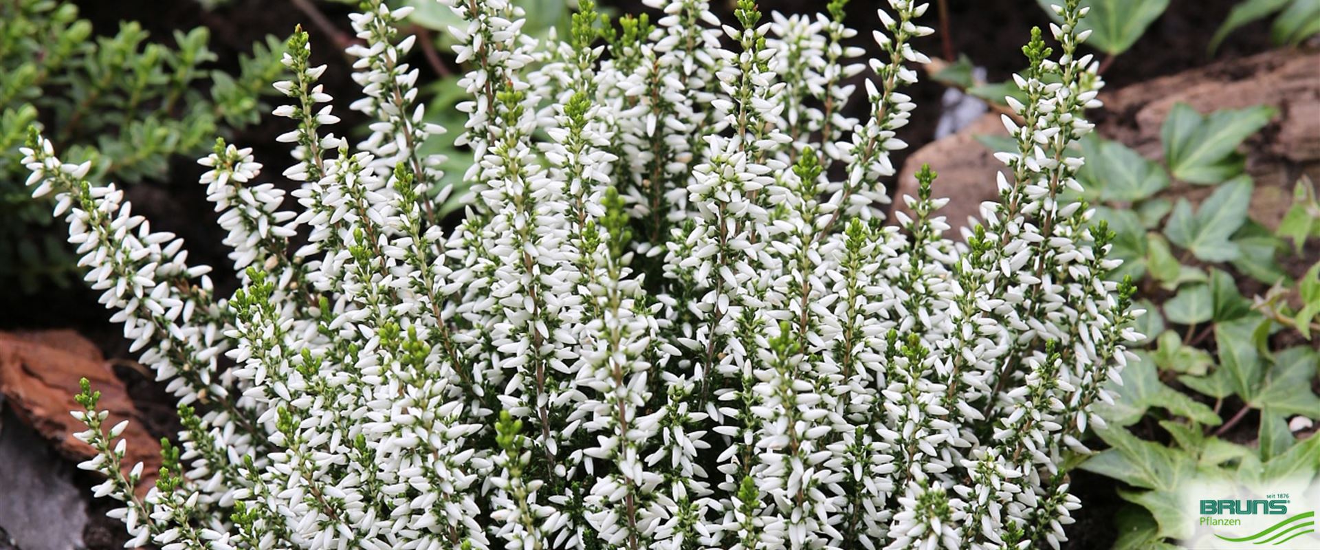 Calluna 'Alicia' (S) von Bruns Pflanzen