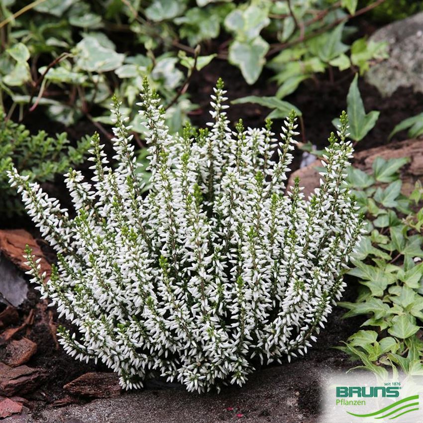 Calluna 'Alicia' (S) von Bruns Pflanzen