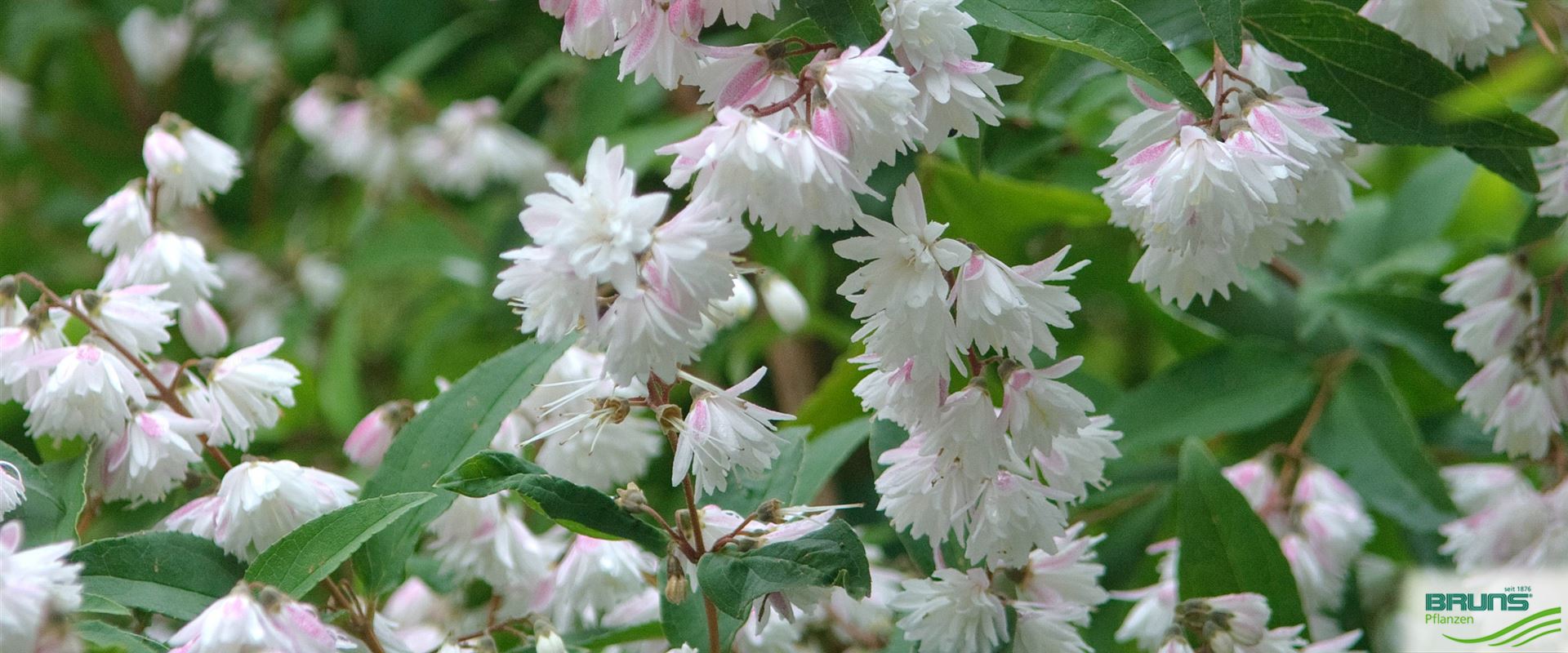 Deutzia scabra 'Plena' von Bruns Pflanzen