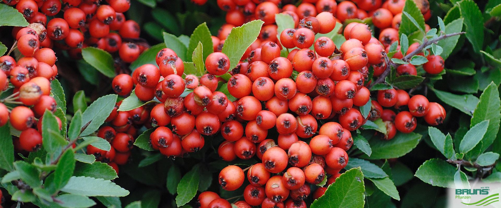 Pyracantha 'Red Column' von Bruns Pflanzen