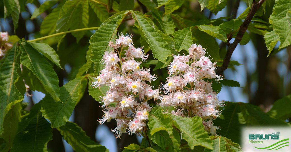 Aesculus hippocastanum 'Pyramidalis' von Bruns Pflanzen