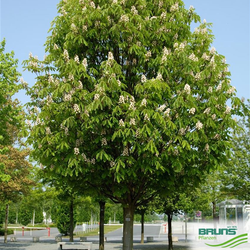 Aesculus hippocastanum 'Pyramidalis' von Bruns Pflanzen