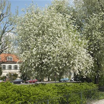 Prunus mahaleb, Mahaleb cherry von Bruns Pflanzen