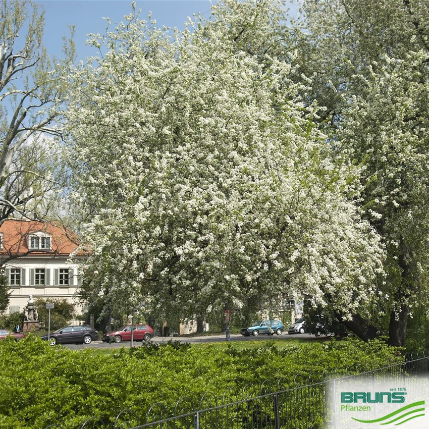 Prunus mahaleb, Mahaleb cherry von Bruns Pflanzen