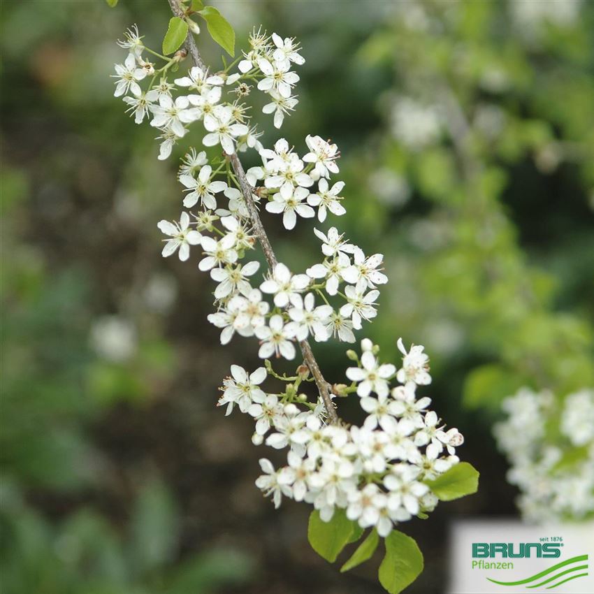 Prunus mahaleb, Mahaleb cherry von Bruns Pflanzen